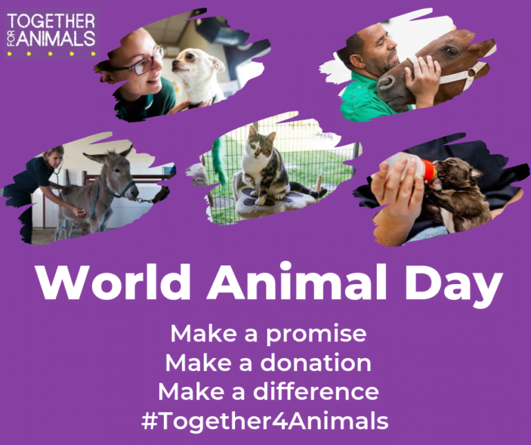 Make a difference - Together For Animals. Animal welfare charity.