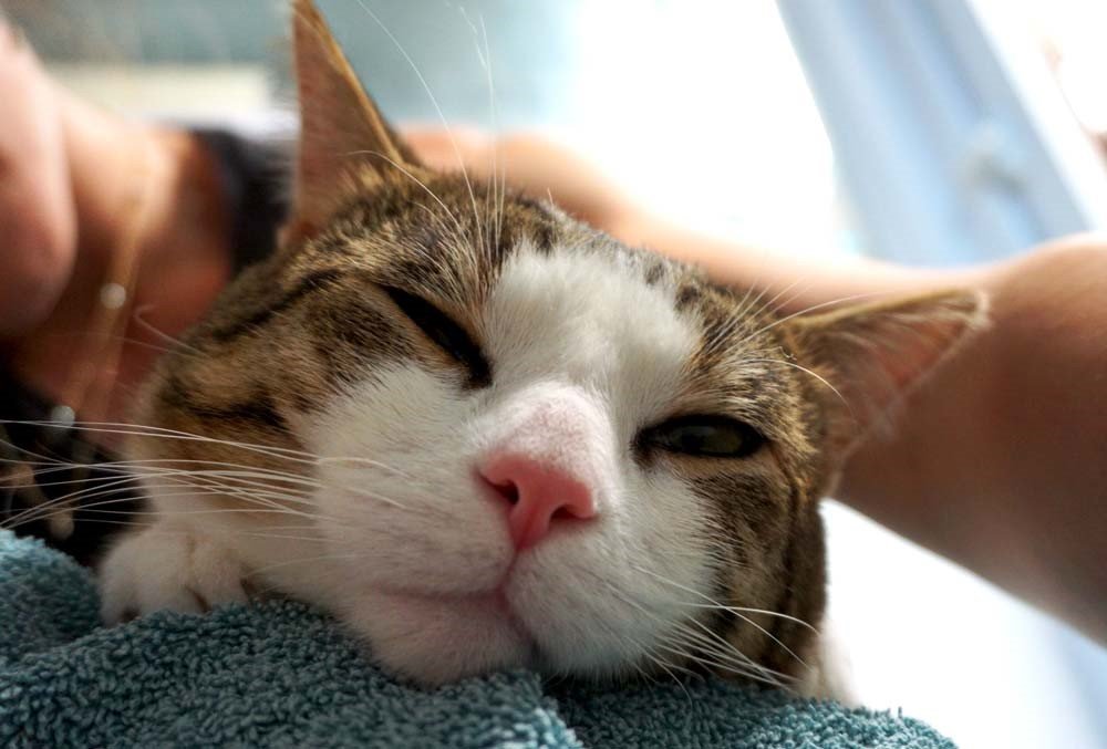 Bilbo's story - Together For Animals. Animal welfare charity.
