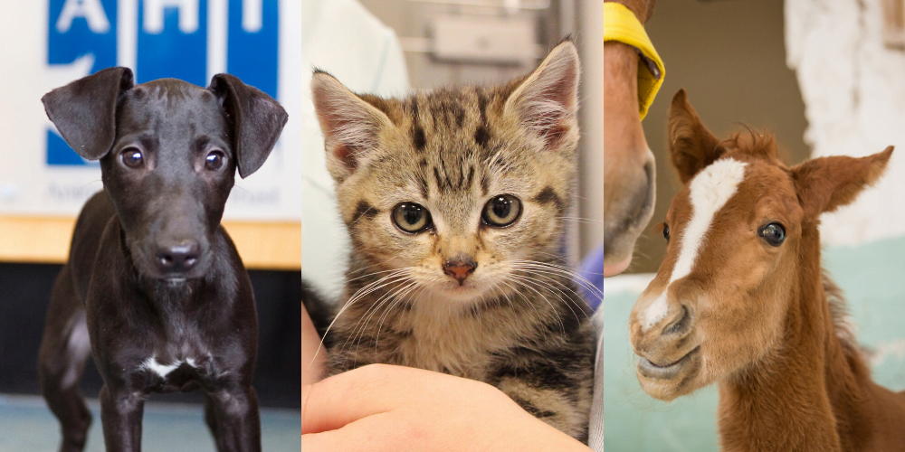 Get Involved - Together For Animals. Animal welfare charity.